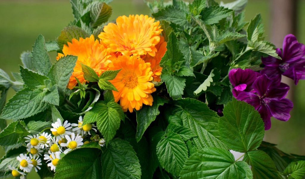 Kummeli tee, 20g, mahe - Süvahavva Loodustalu